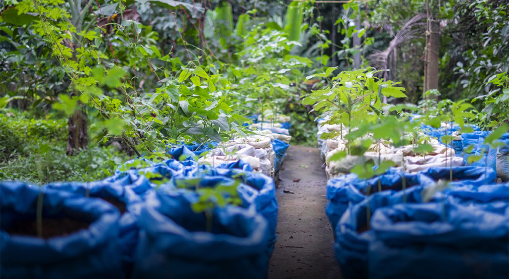 Plant Nursery Visit – Wild Sprouts Farm